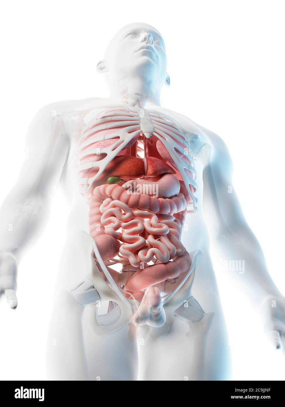 Male anatomy, computer illustration Stock Photo - Alamy