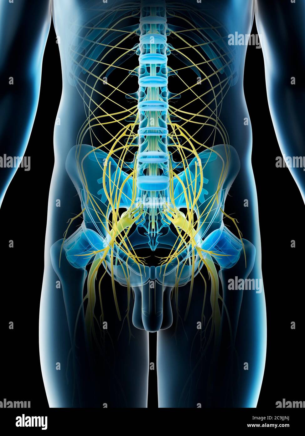 Pelvic nerves, computer illustration Stock Photo - Alamy