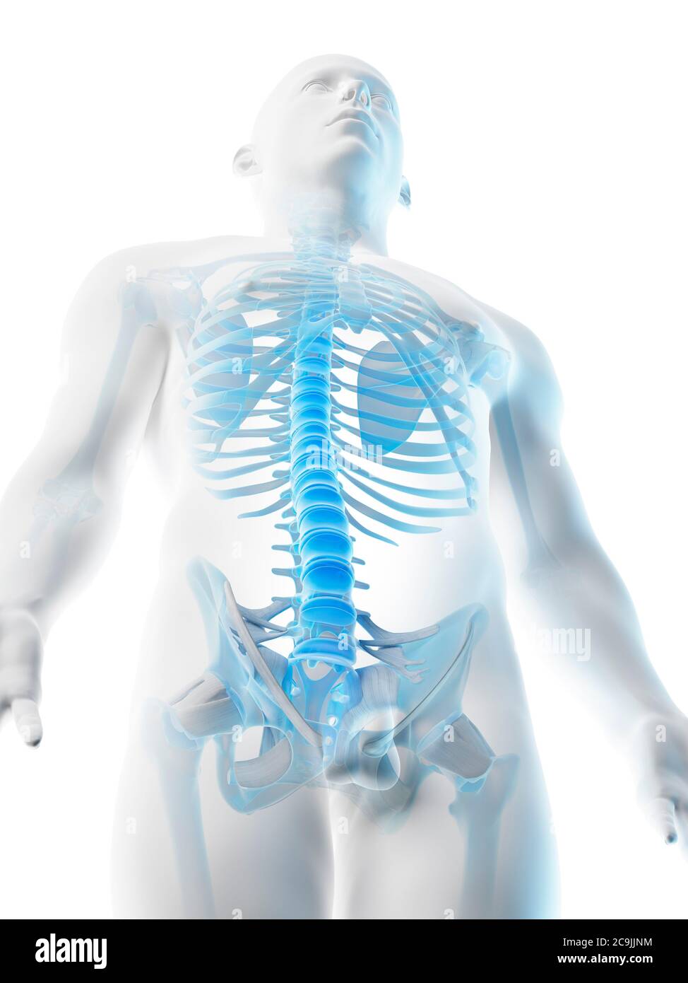 Upper body bones, computer illustration Stock Photo - Alamy