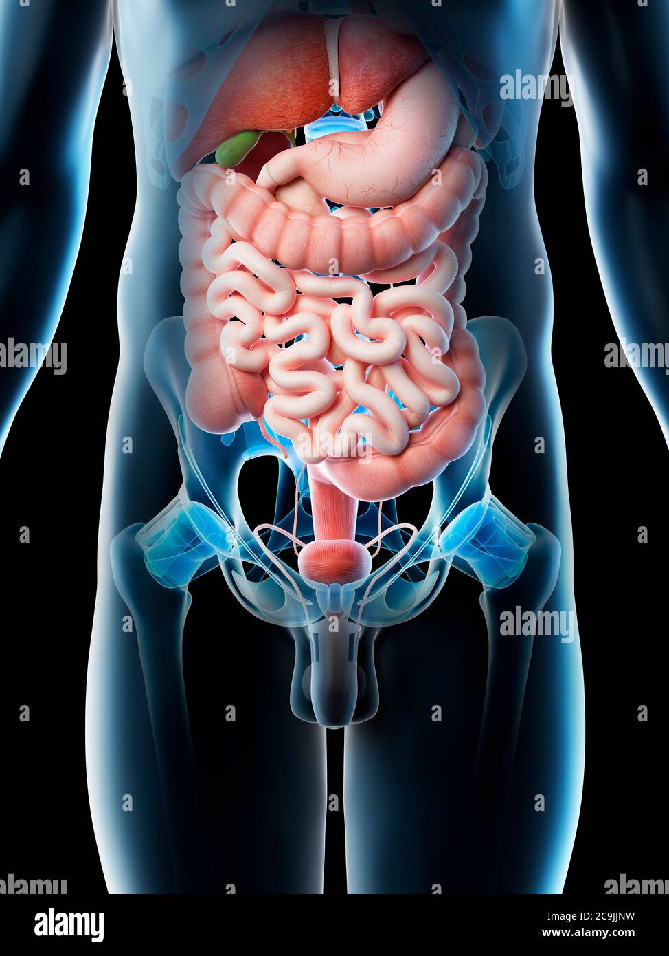 Male abdominal organs, computer illustration Stock Photo - Alamy