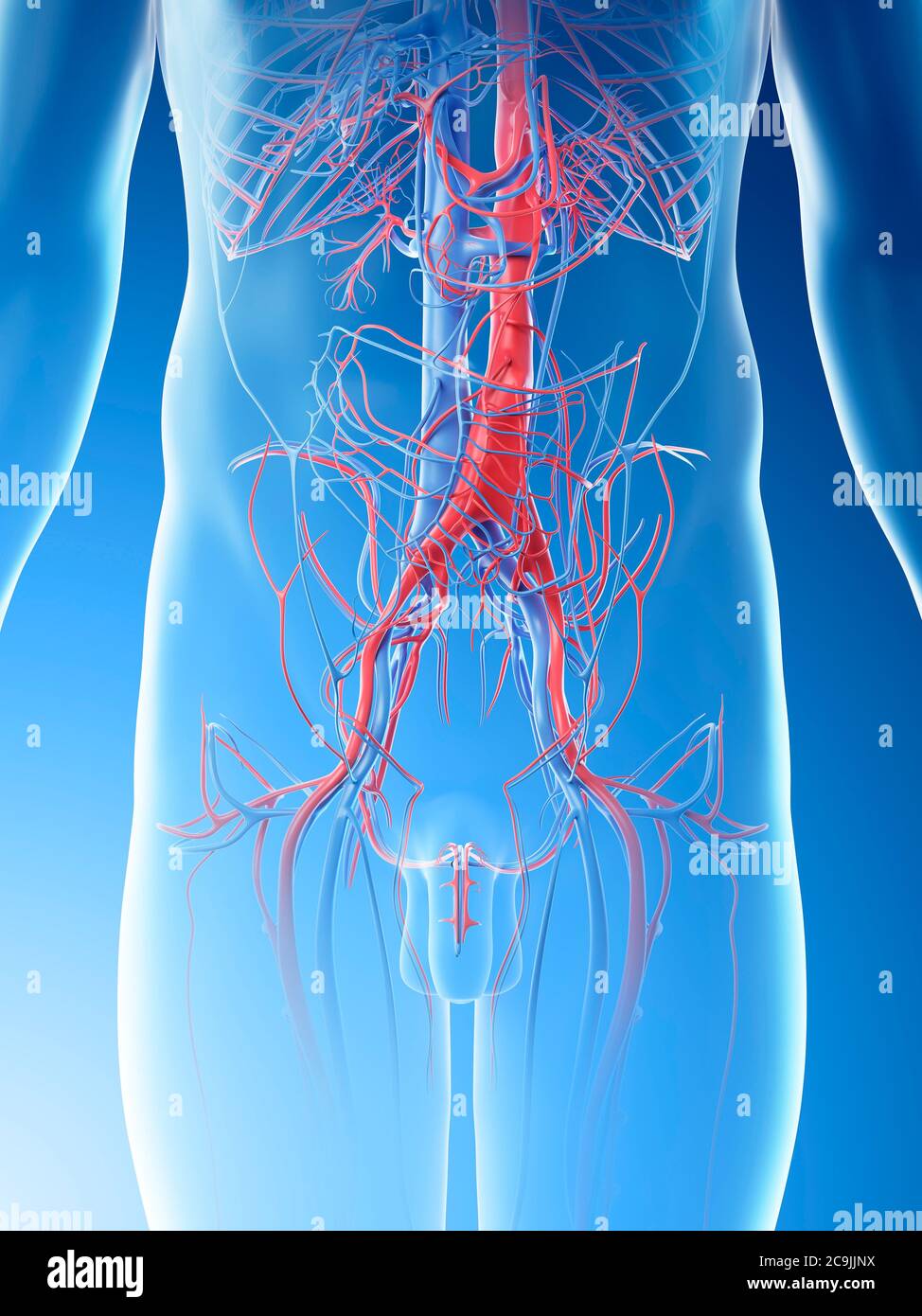 Abdominal blood vessels, computer illustration Stock Photo - Alamy