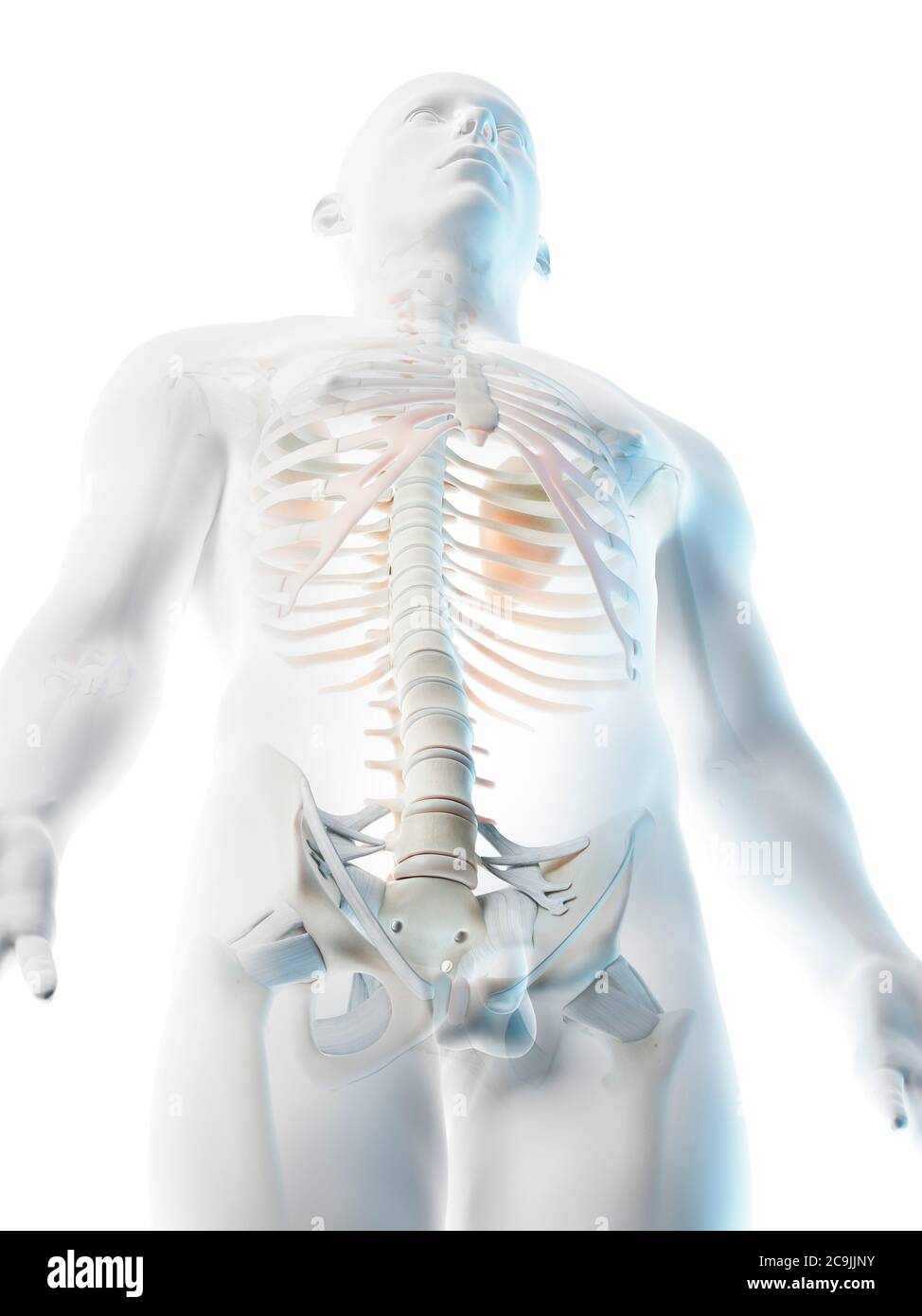 Upper body bones, computer illustration Stock Photo - Alamy