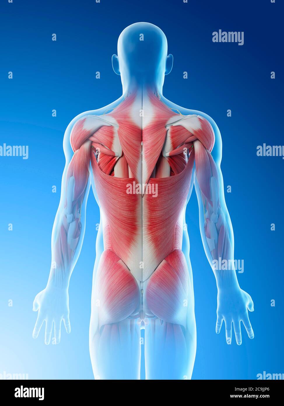 Male back muscles, computer illustration Stock Photo - Alamy