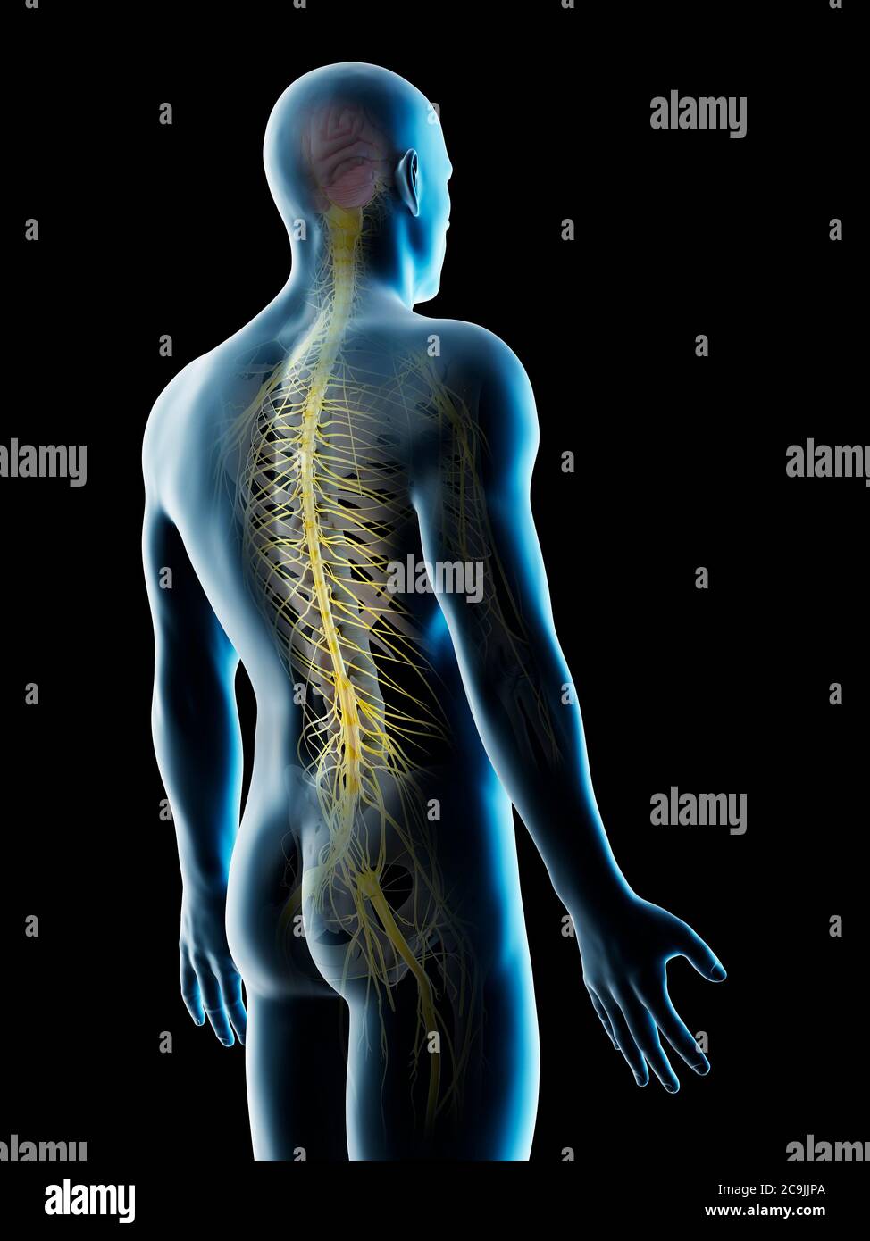 Nerves of the back, computer illustration Stock Photo - Alamy