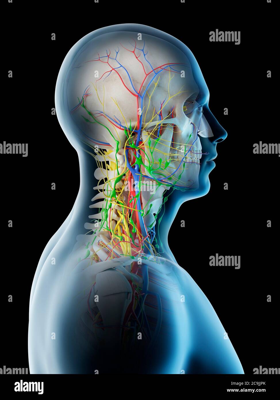 Male head and neck anatomy, computer illustration Stock Photo - Alamy