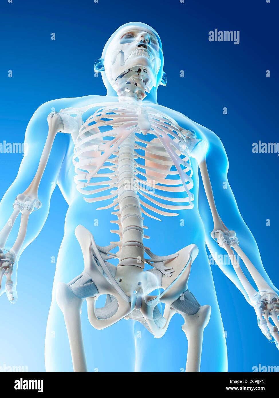 Upper body bones, computer illustration Stock Photo - Alamy