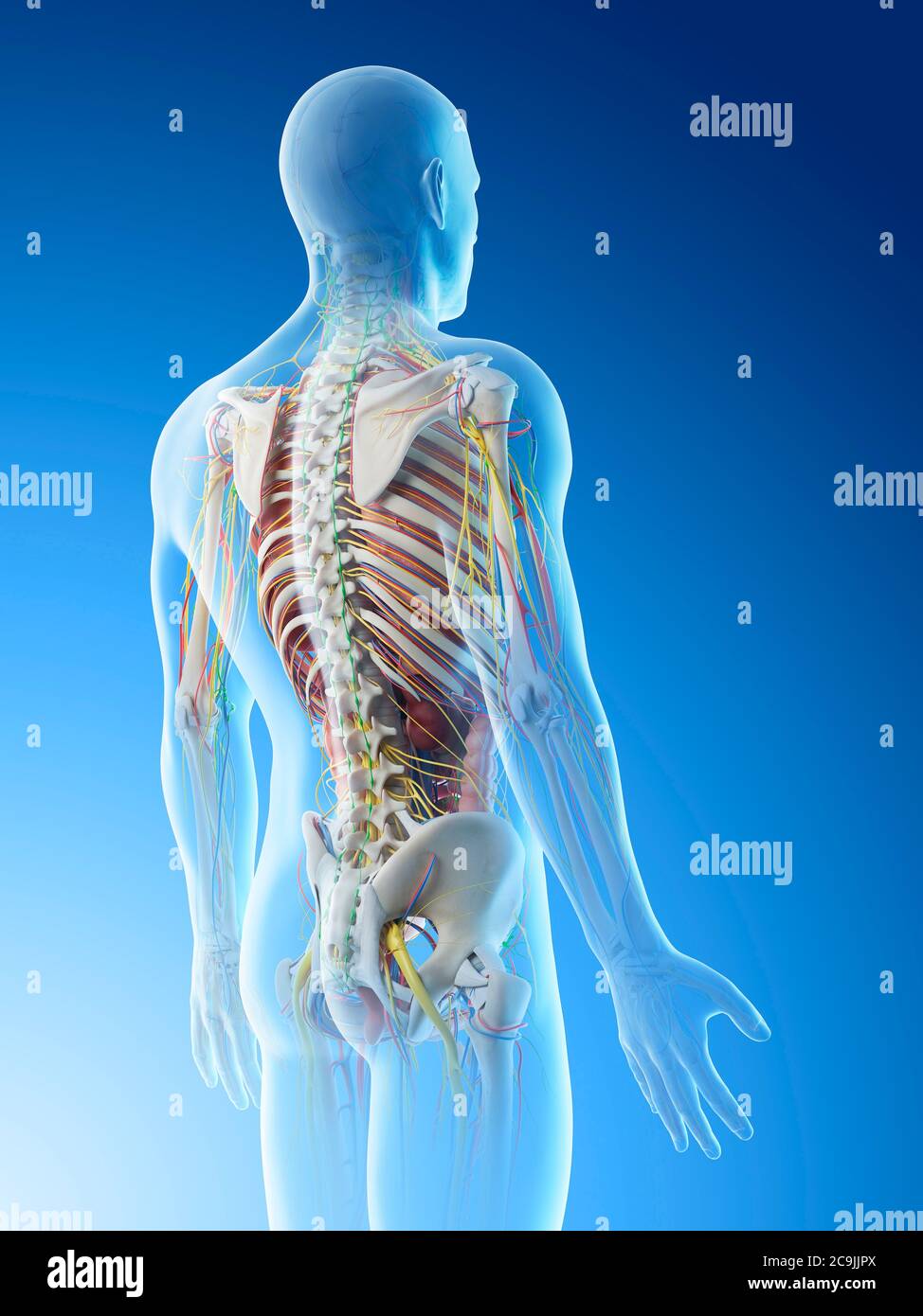 Male back anatomy, computer illustration Stock Photo - Alamy