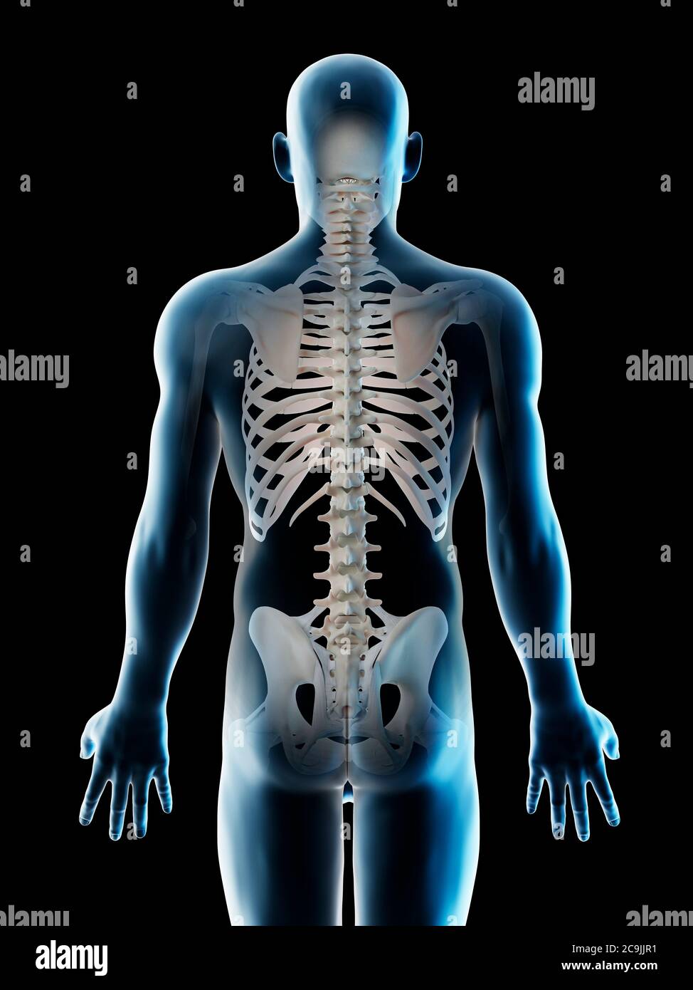 Back bones, computer illustration Stock Photo - Alamy