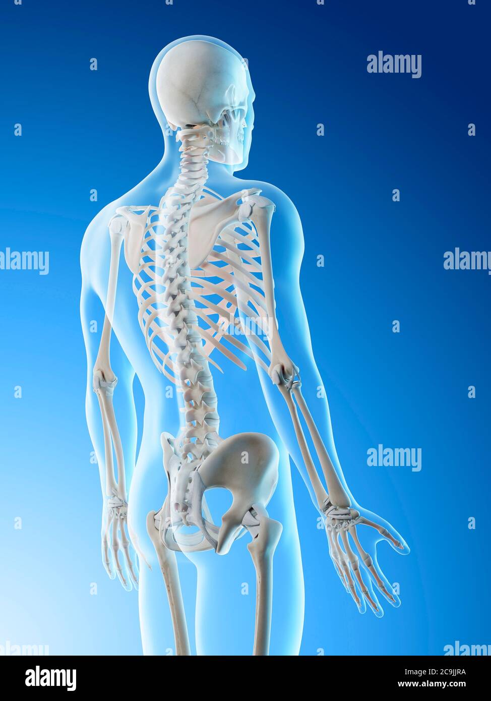 Back bones, computer illustration Stock Photo - Alamy