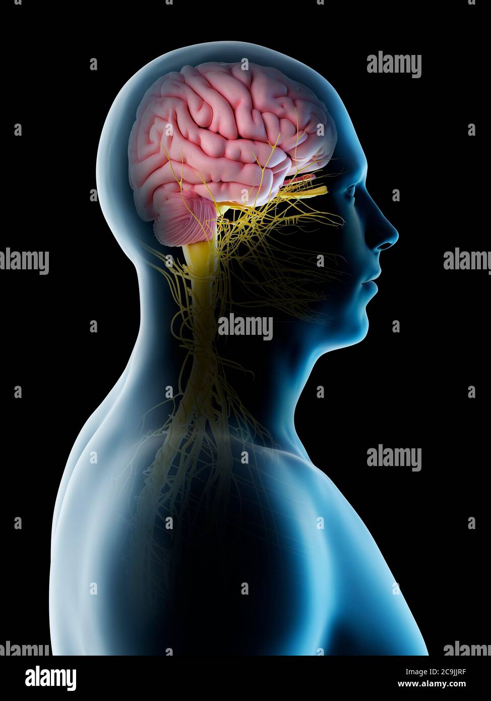 Male brain, computer illustration Stock Photo - Alamy
