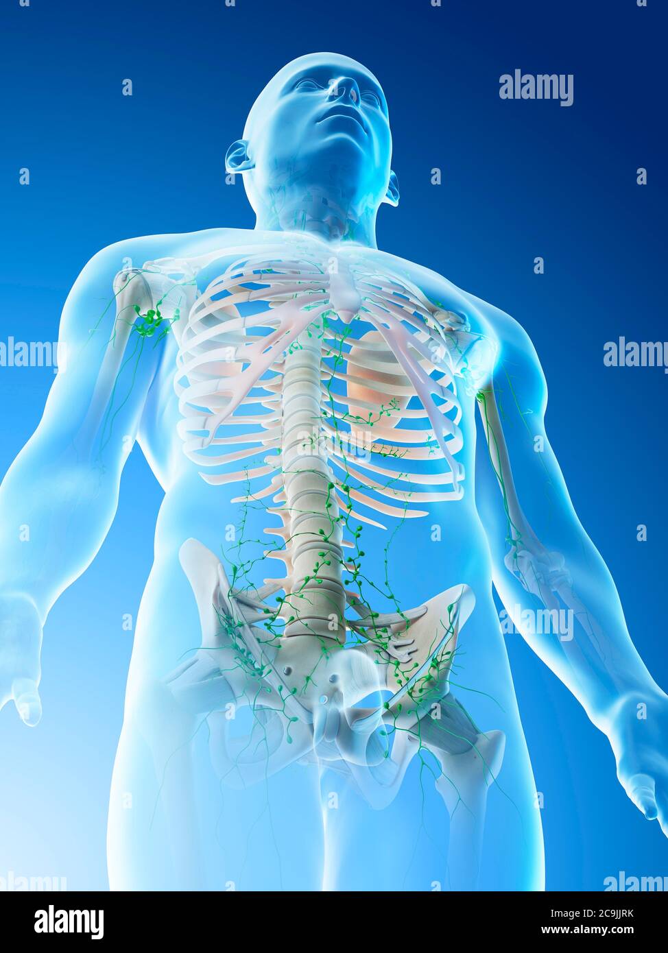 Lymphatic system of the upper body, computer illustration Stock Photo ...