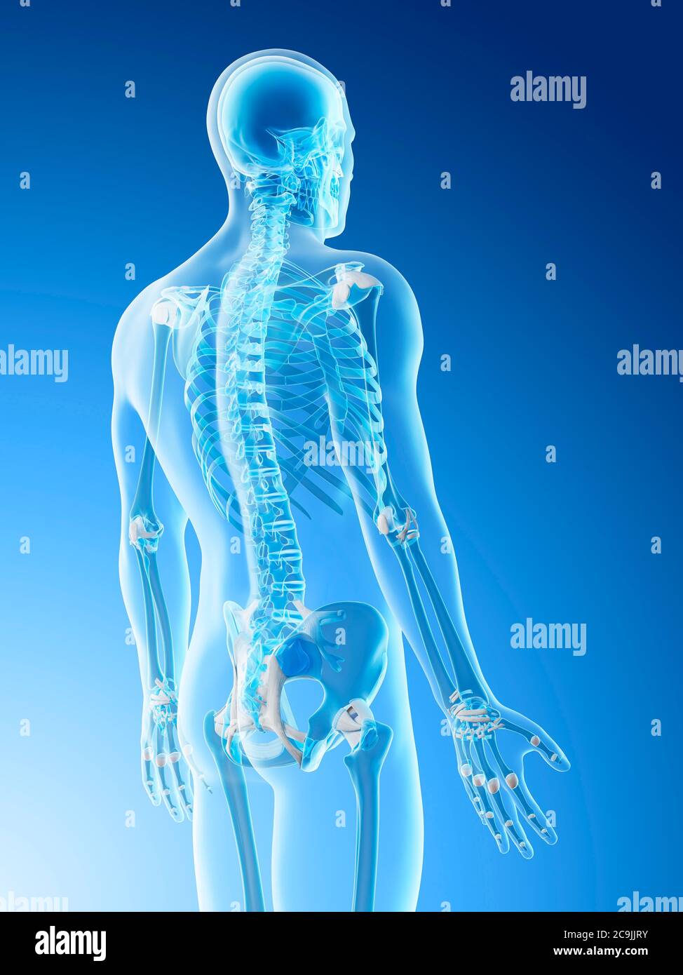 Back bones, computer illustration Stock Photo - Alamy