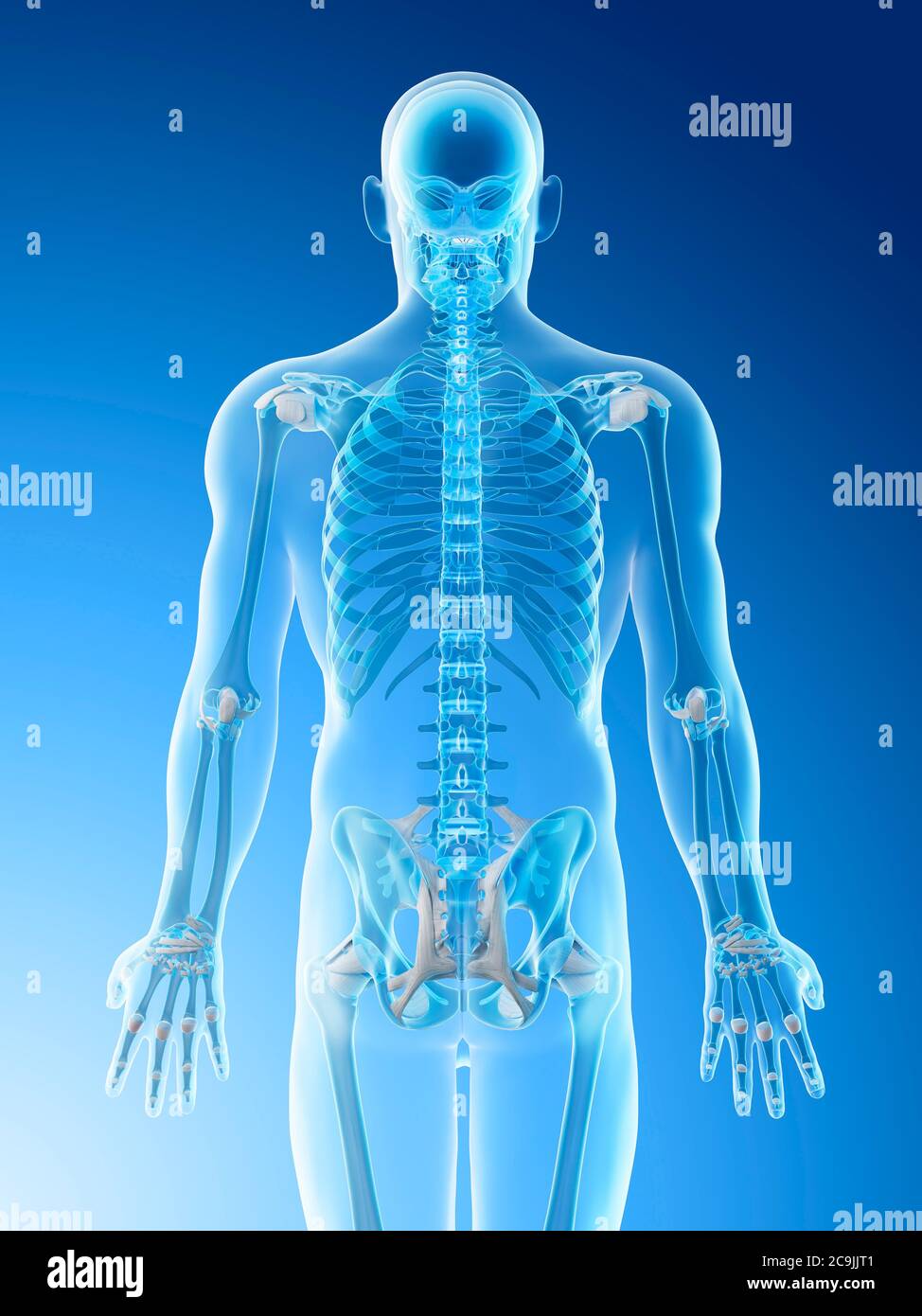 Back bones, computer illustration Stock Photo - Alamy