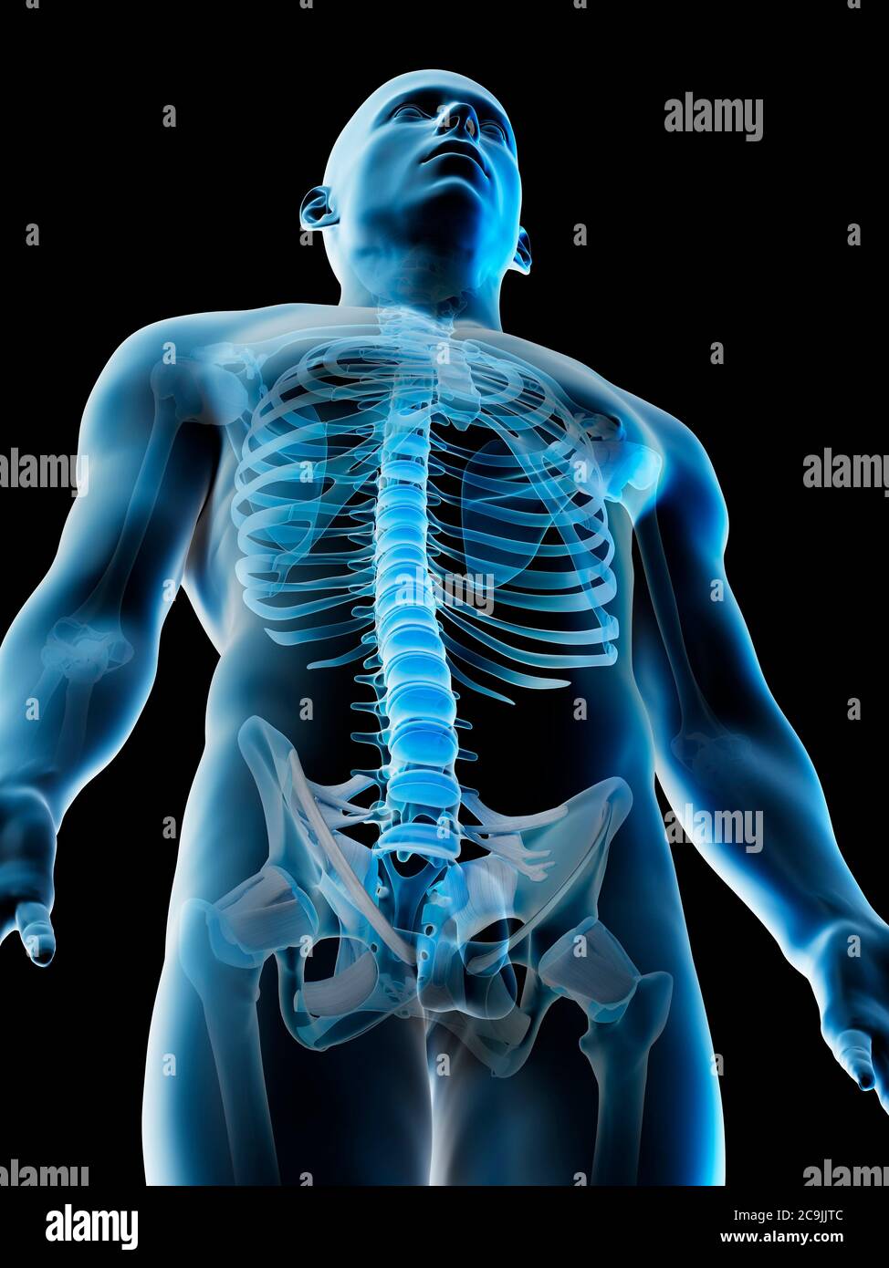 Upper body bones, computer illustration Stock Photo - Alamy