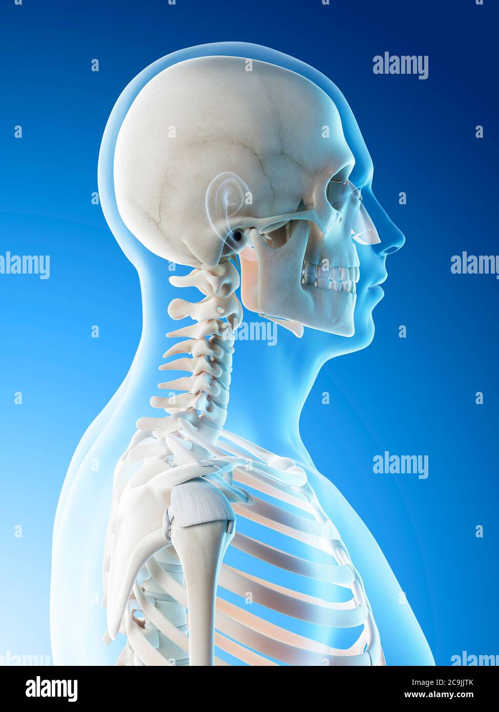 Normal neck bones hi-res stock photography and images - Alamy