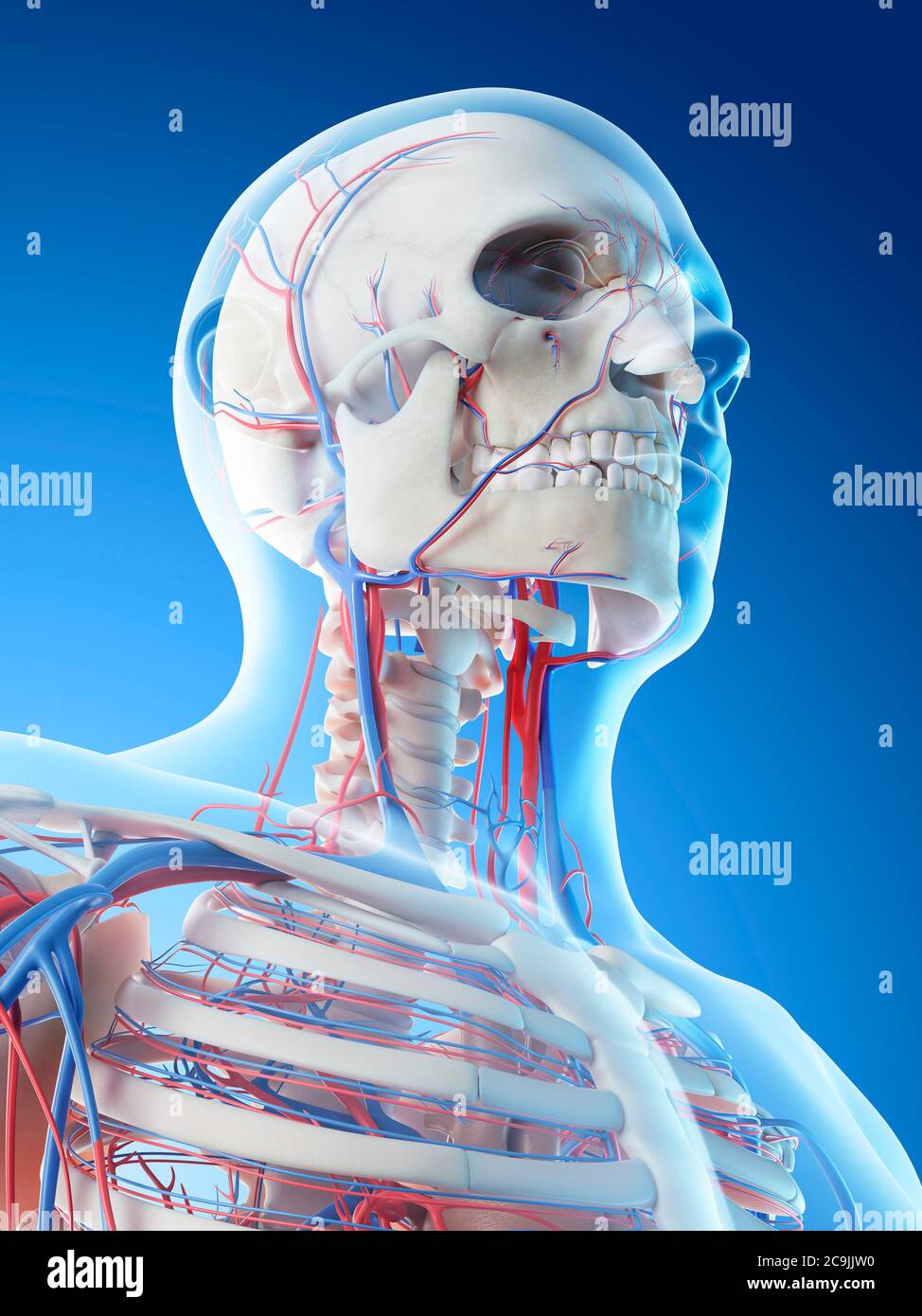 Vascular system of neck, computer illustration Stock Photo - Alamy