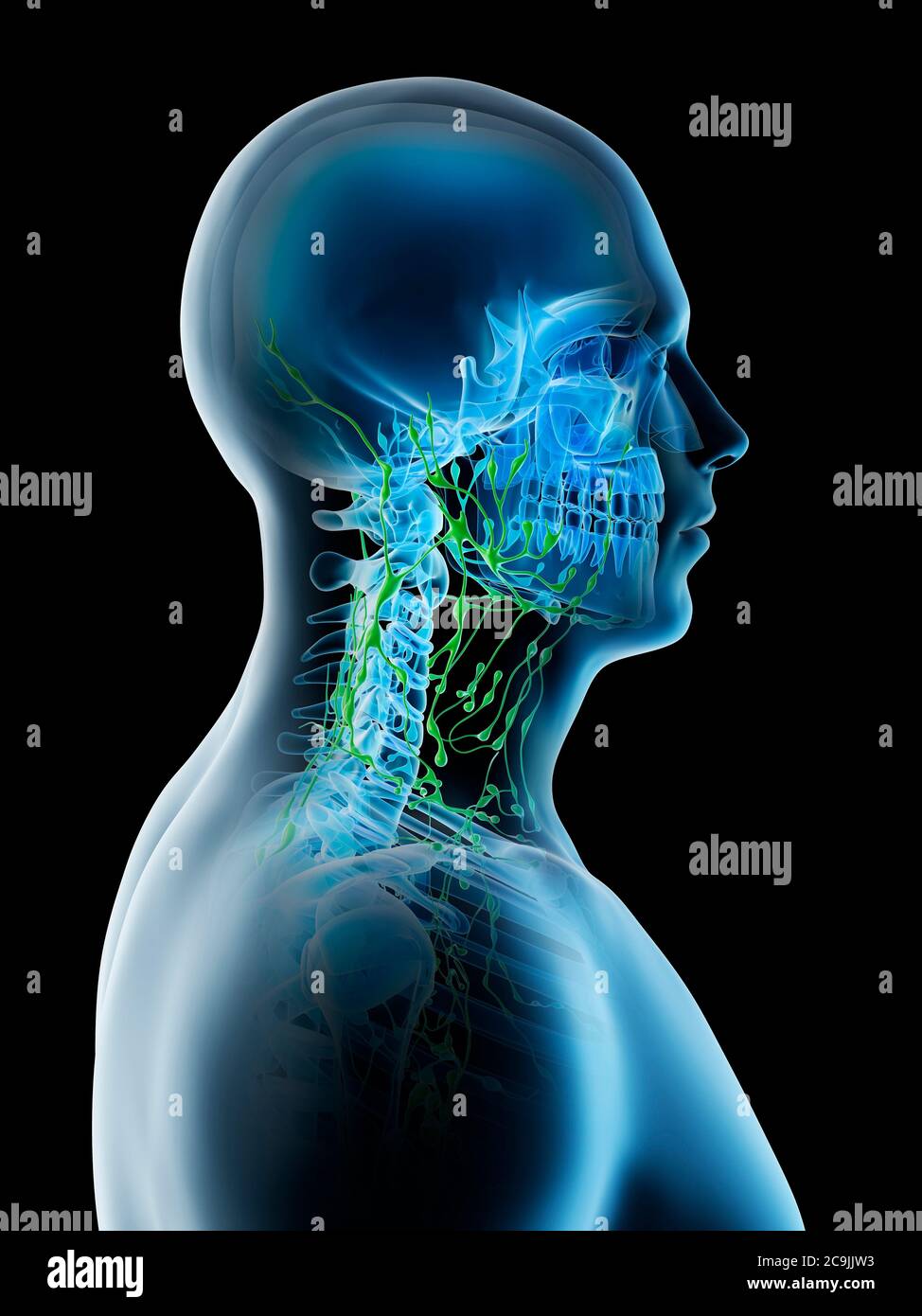 Lymph nodes of the neck, computer illustration Stock Photo - Alamy