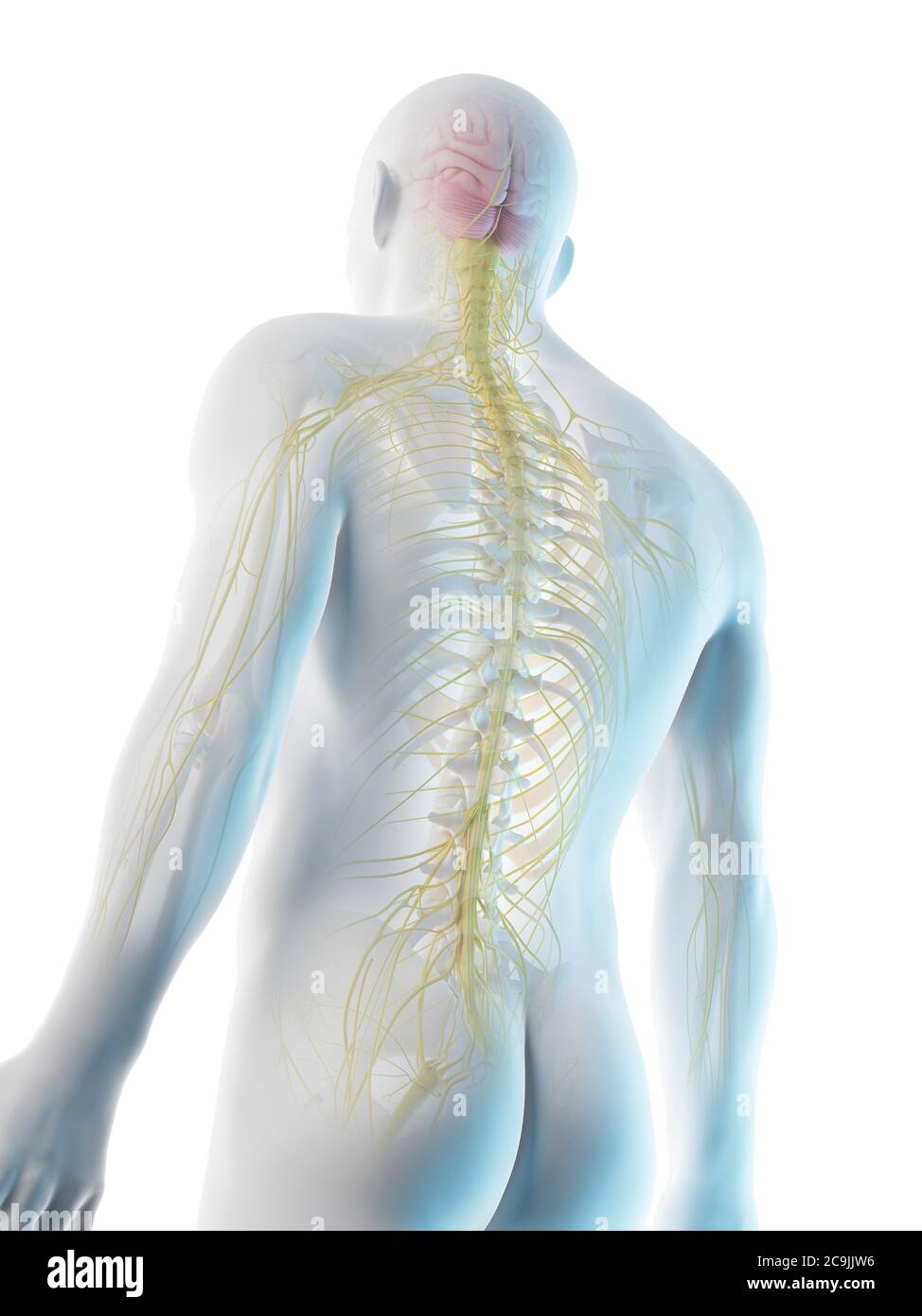 Body nerves hi-res stock photography and images - Alamy