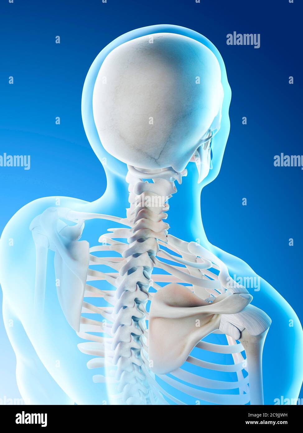 Normal neck bones hi-res stock photography and images - Alamy