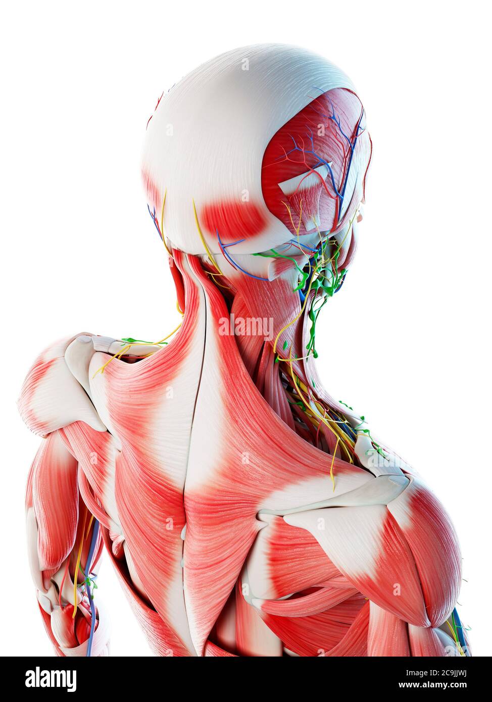 Male back muscles, computer illustration. and neck Stock Photo - Alamy