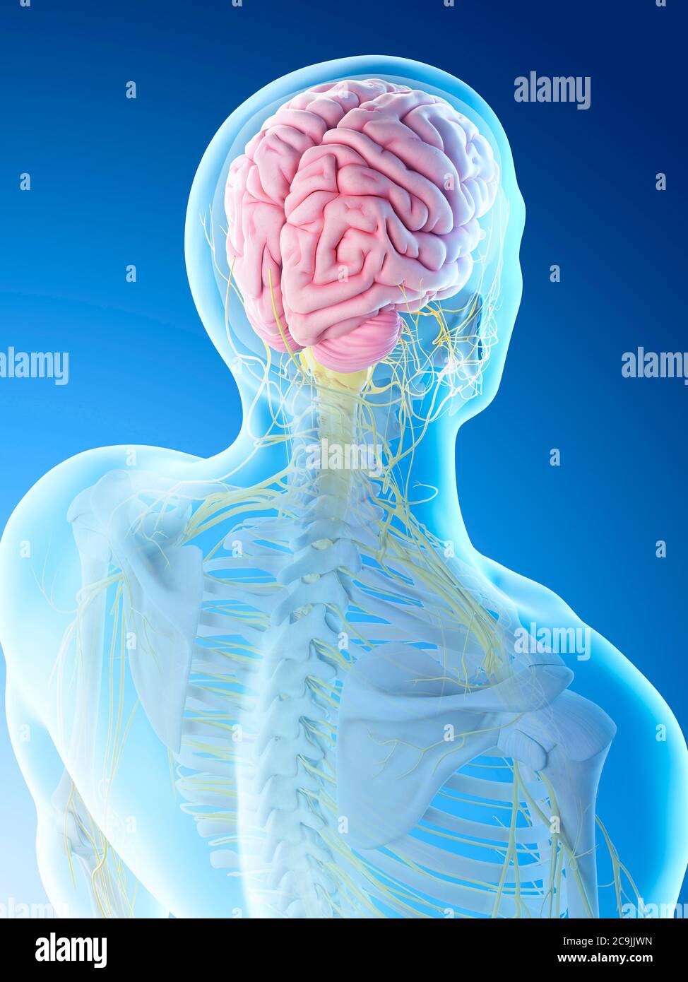 Male brain, computer illustration Stock Photo - Alamy