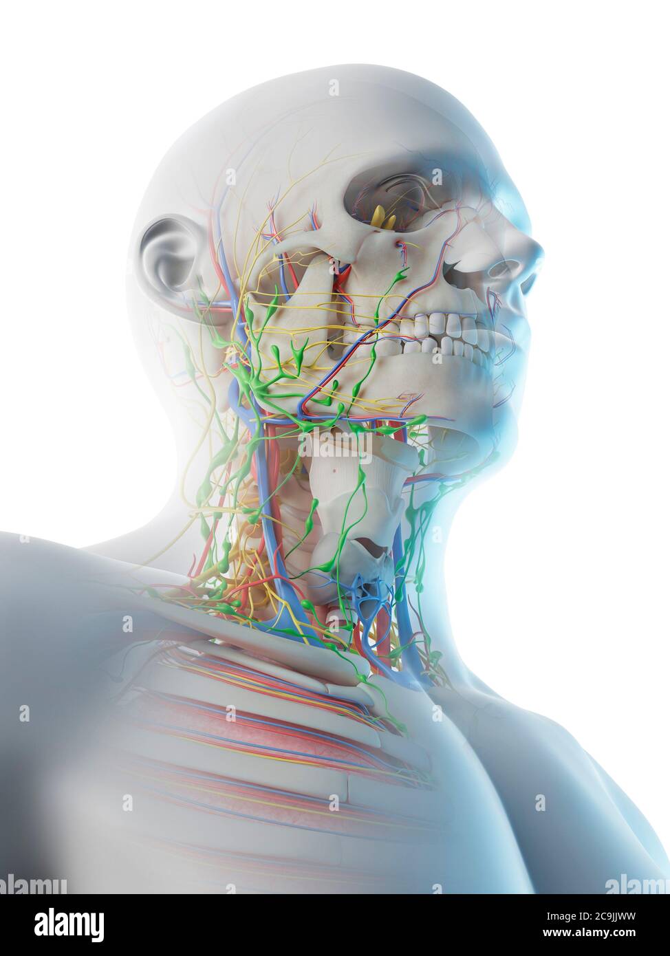 Head and neck anatomy, computer illustration Stock Photo - Alamy
