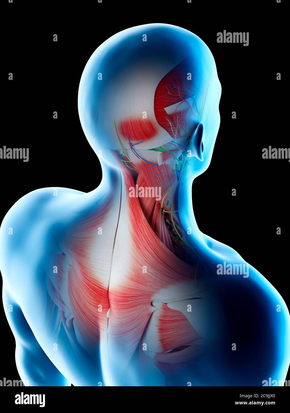 Muscles of the neck hi-res stock photography and images - Alamy