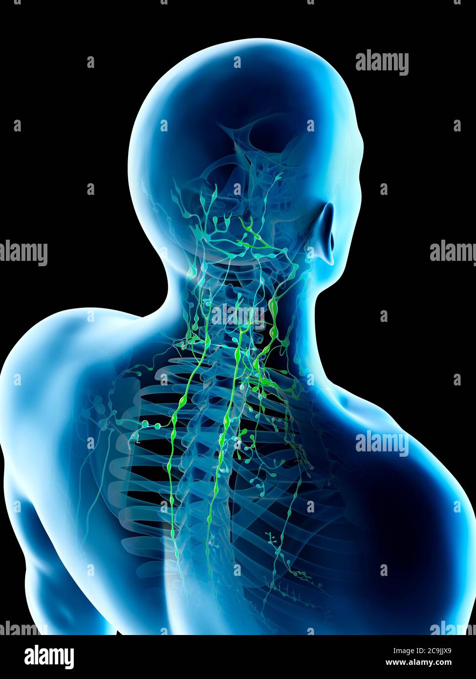 Lymph nodes base of back neck - bedserg