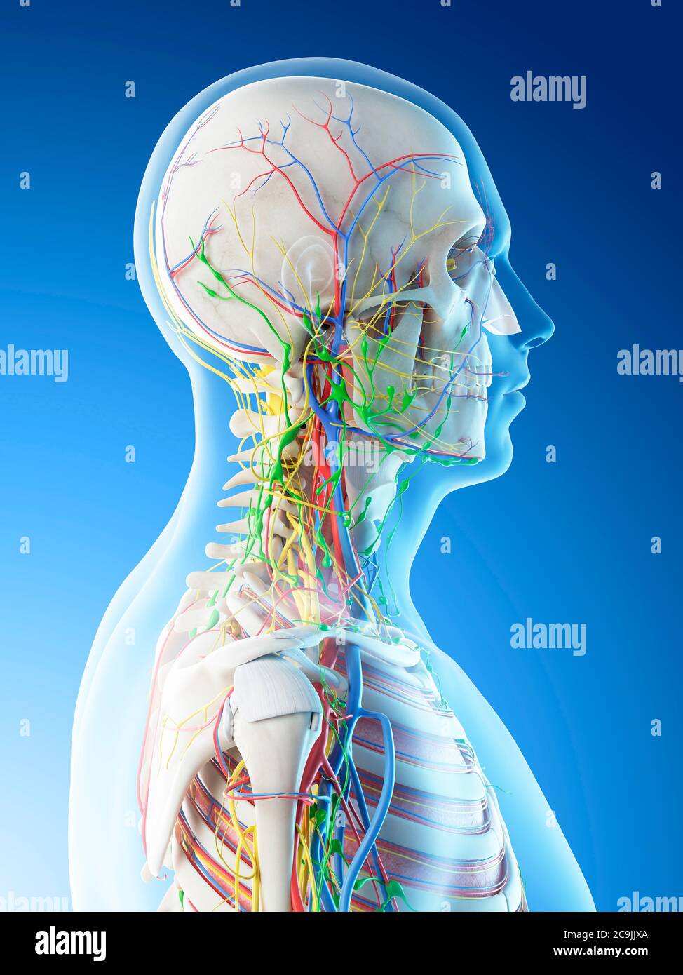 Male head and neck anatomy, computer illustration Stock Photo - Alamy