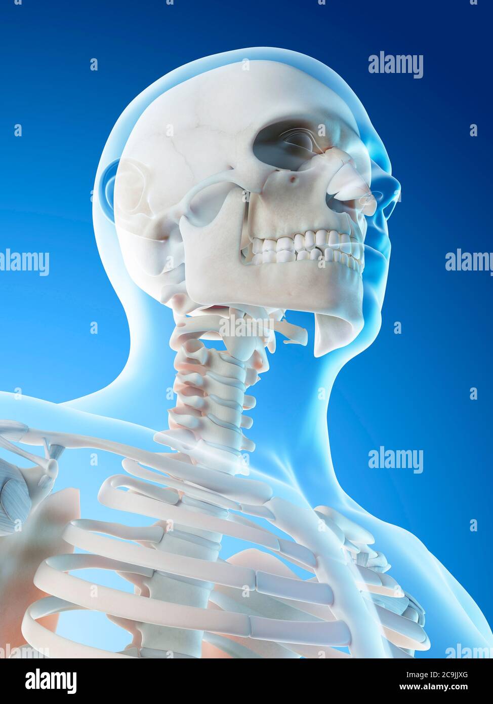 Normal neck bones hi-res stock photography and images - Alamy