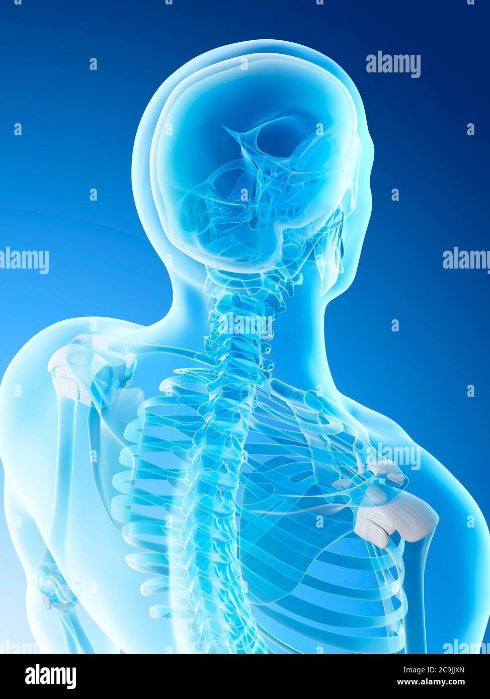 Neck bones, computer illustration Stock Photo - Alamy