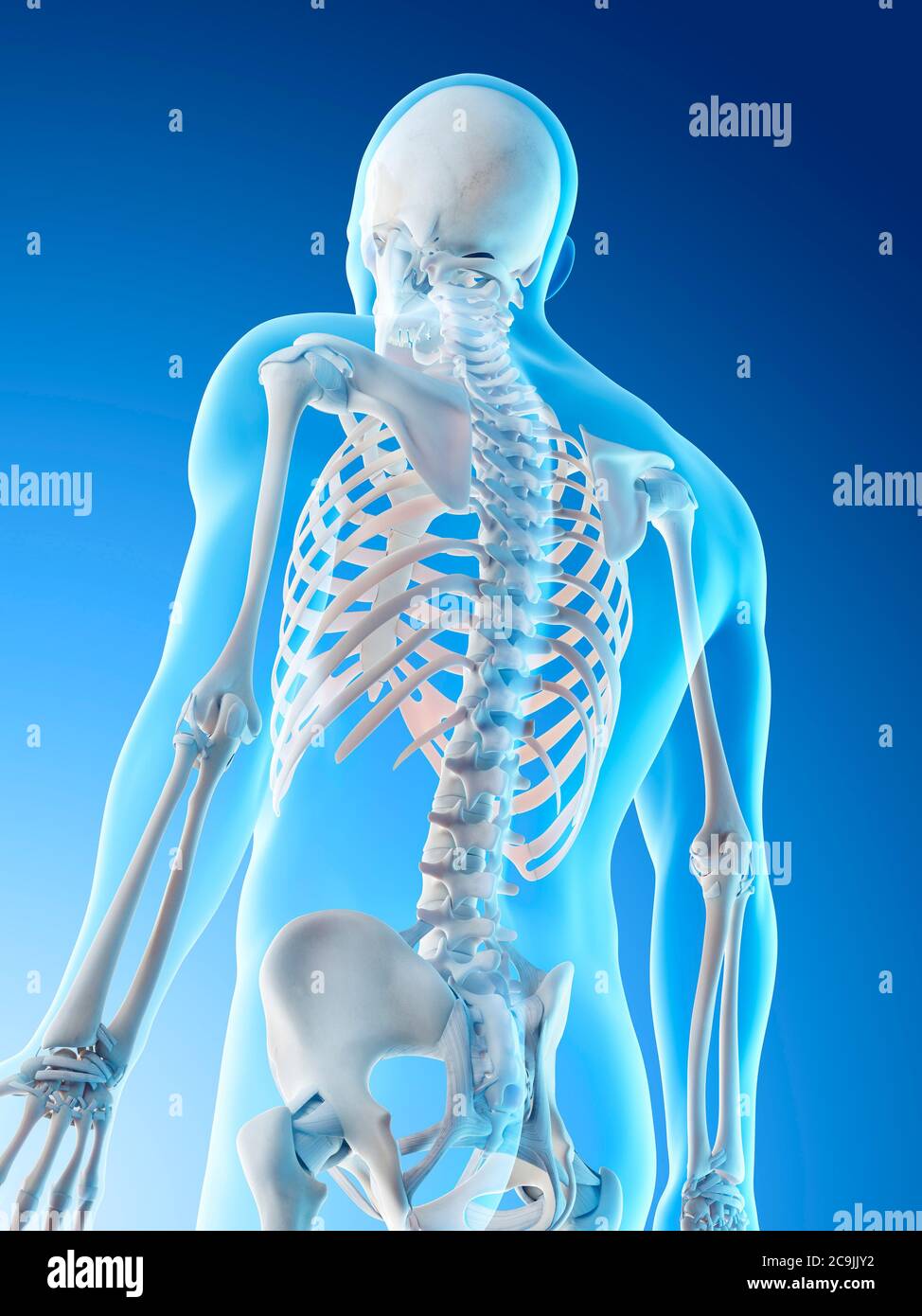 Upper body bones, computer illustration Stock Photo - Alamy