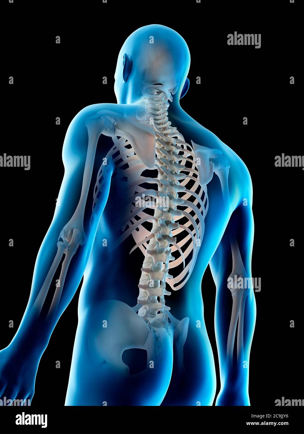 Upper body bones hi-res stock photography and images - Alamy