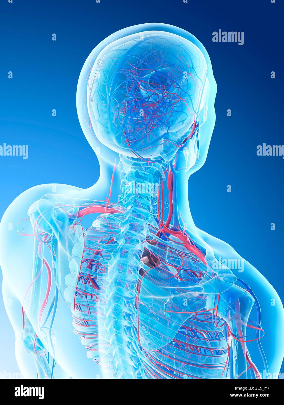Body blood vessels hi-res stock photography and images - Alamy