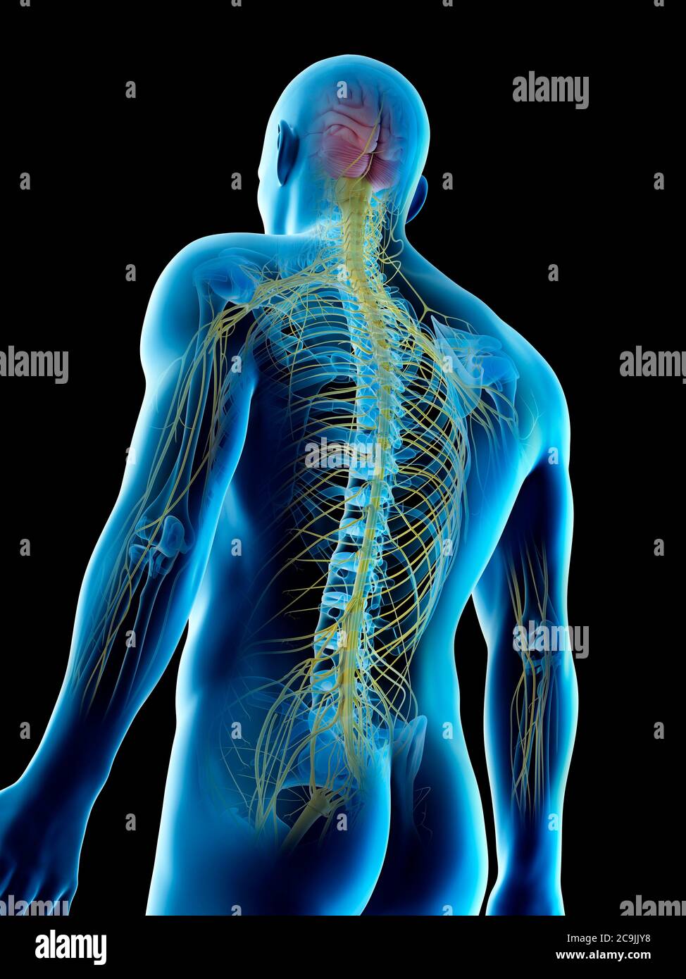 Body nerves hi-res stock photography and images - Alamy