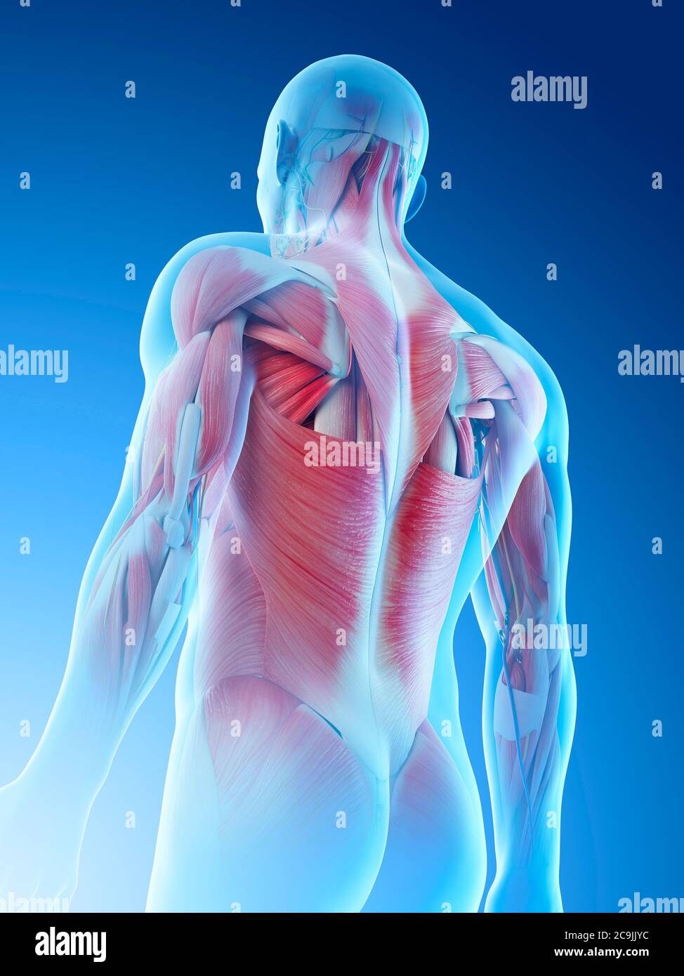 Male back muscles, computer illustration Stock Photo - Alamy