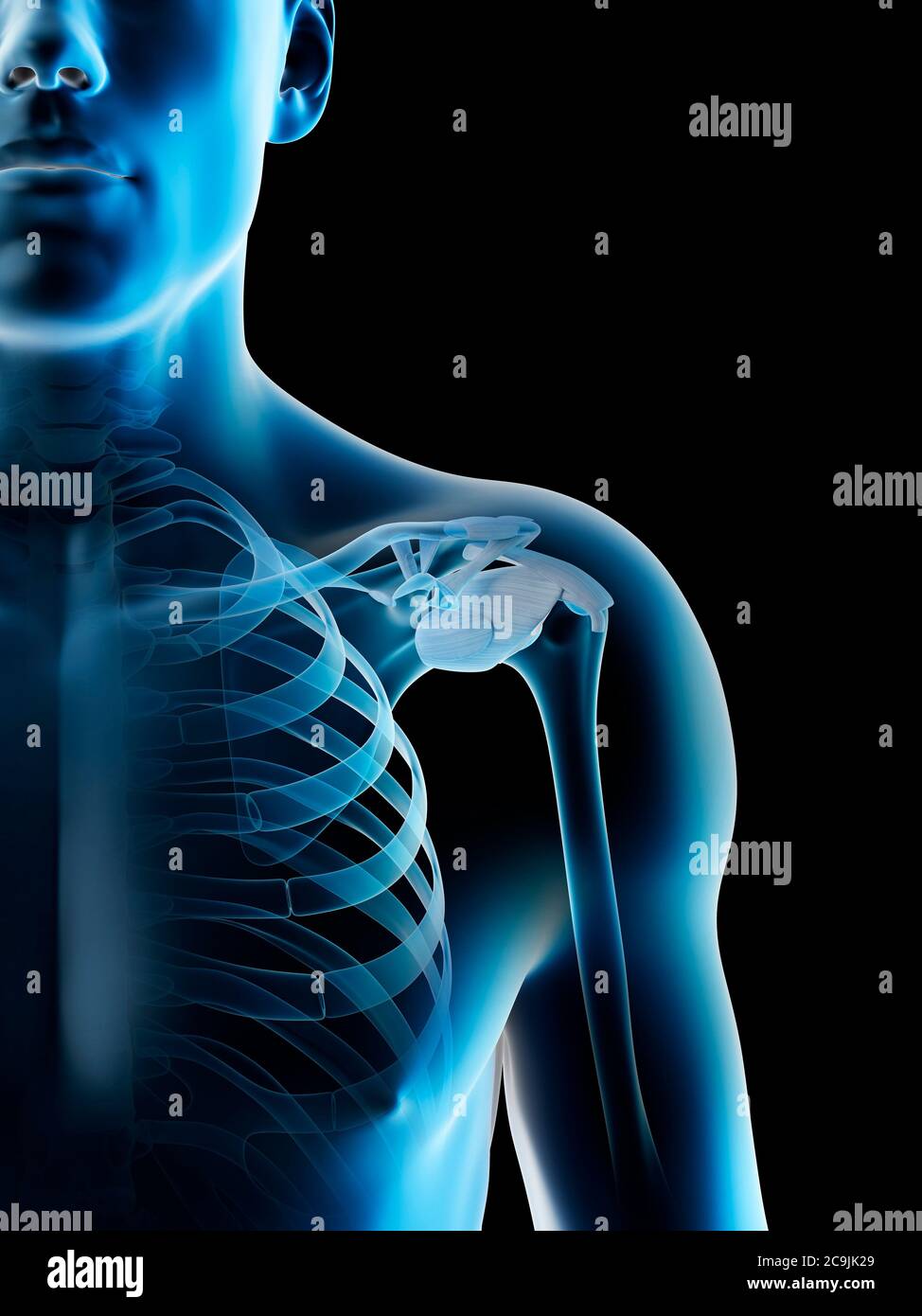 Shoulder bones, computer illustration Stock Photo - Alamy