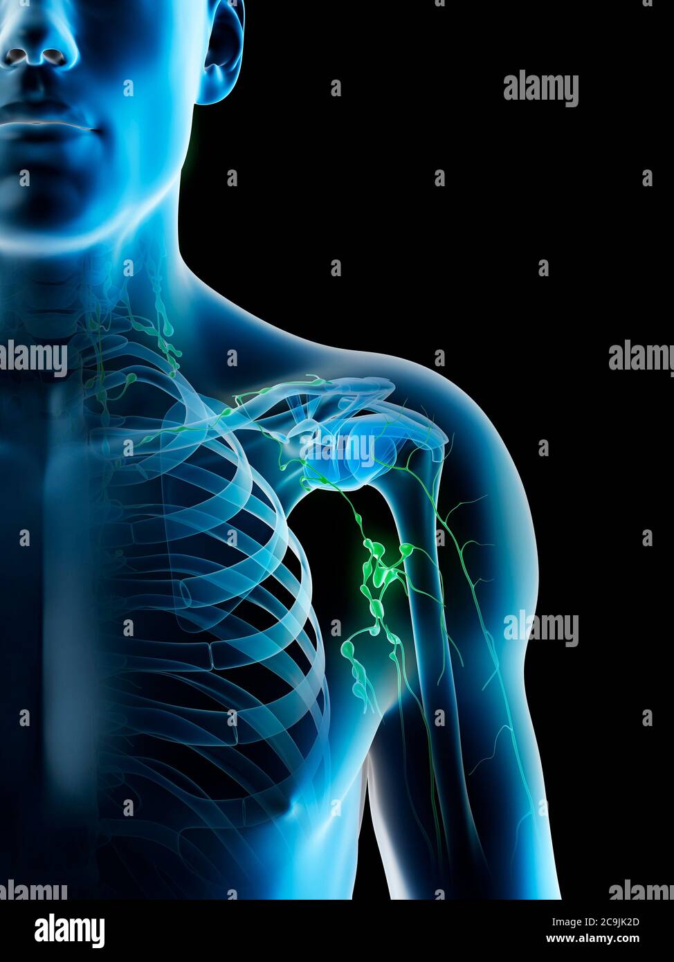 Lymph nodes, computer illustration Stock Photo - Alamy