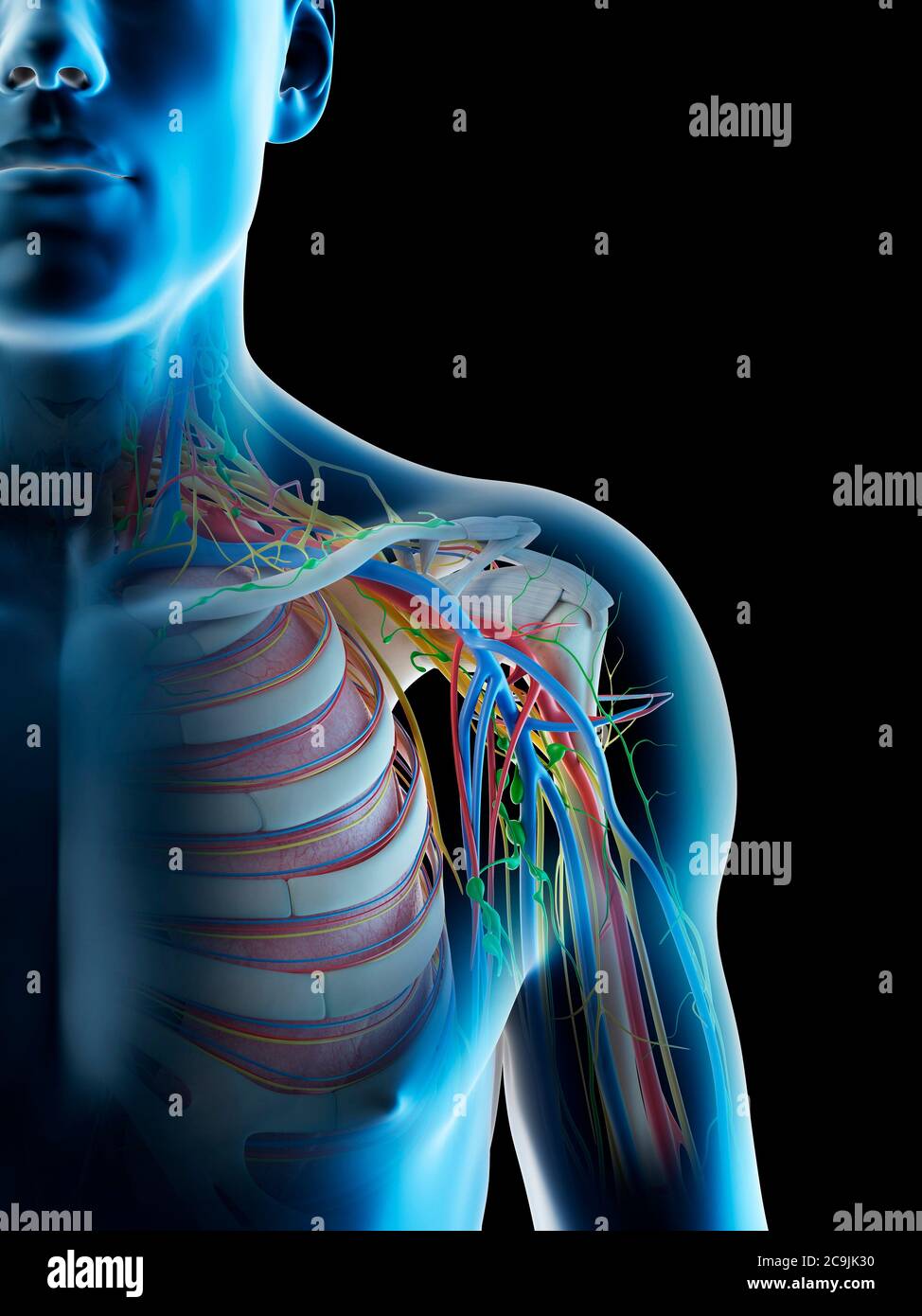 Male shoulder anatomy, computer illustration Stock Photo - Alamy