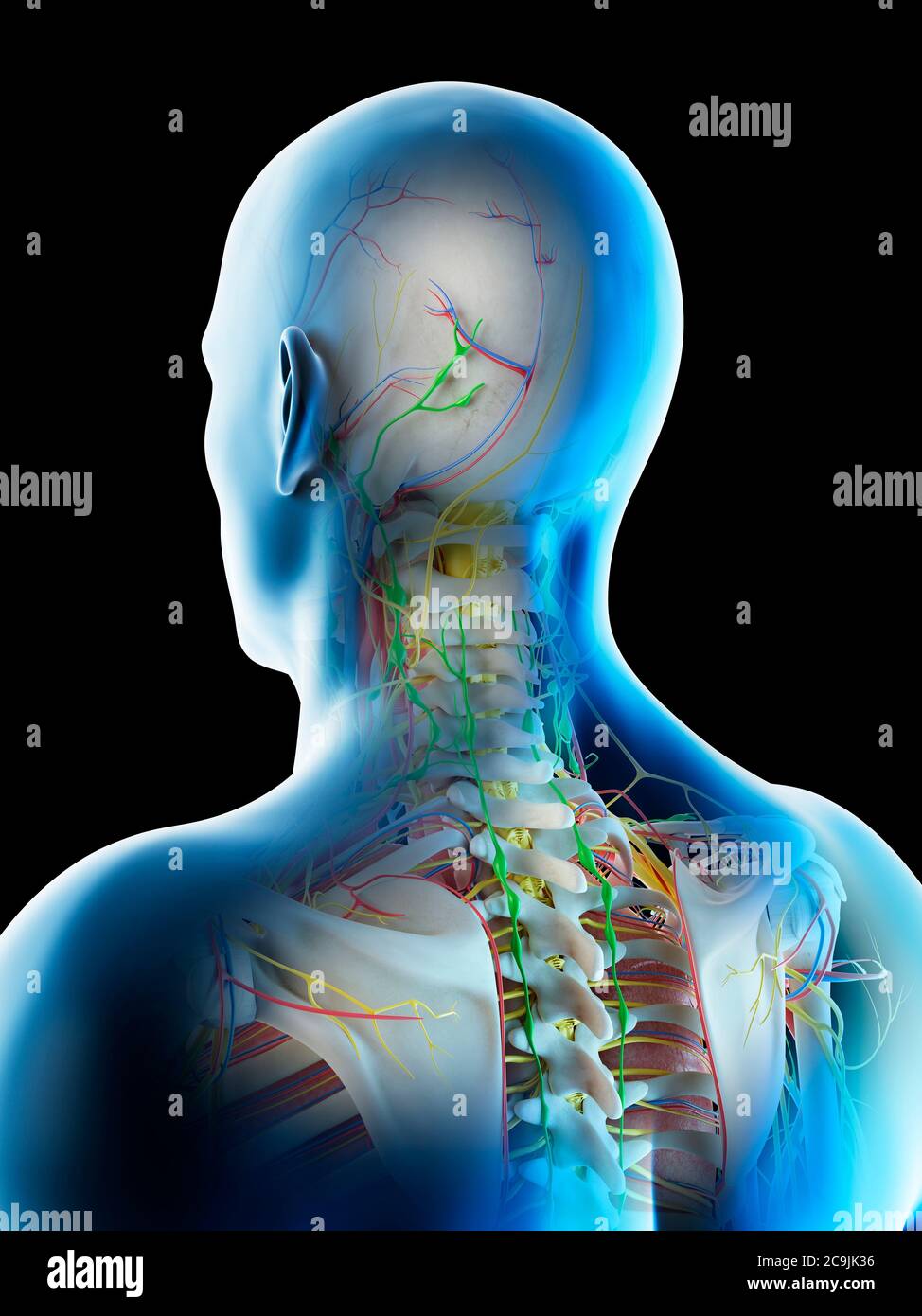 Male head and neck anatomy, computer illustration Stock Photo - Alamy