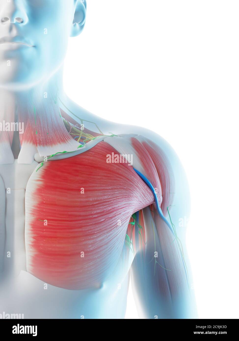 Male shoulder anatomy, computer illustration Stock Photo - Alamy