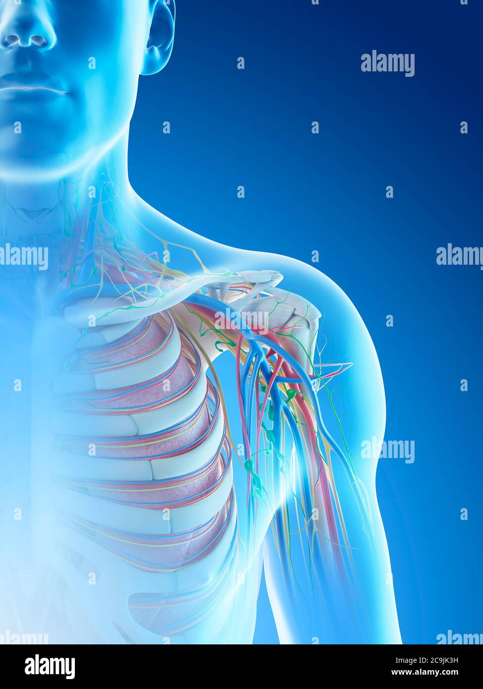 Shoulder male anatomy hi-res stock photography and images - Alamy
