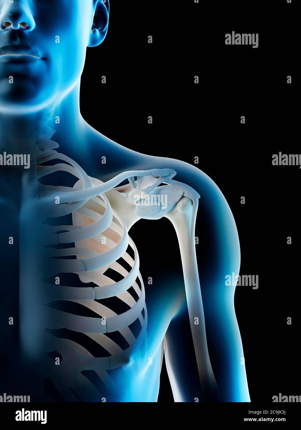 Shoulder bones, computer illustration Stock Photo - Alamy