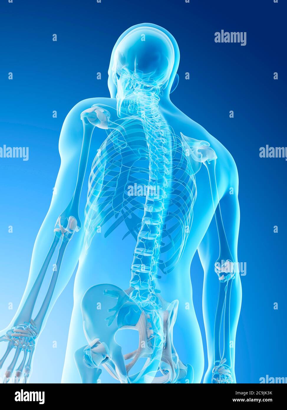 Upper body bones, computer illustration Stock Photo - Alamy
