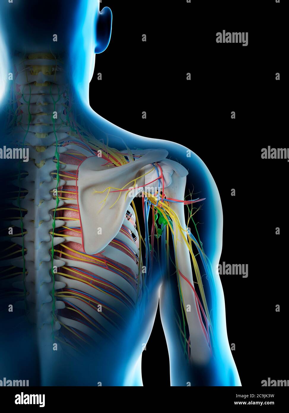 Male shoulder anatomy, computer illustration Stock Photo - Alamy