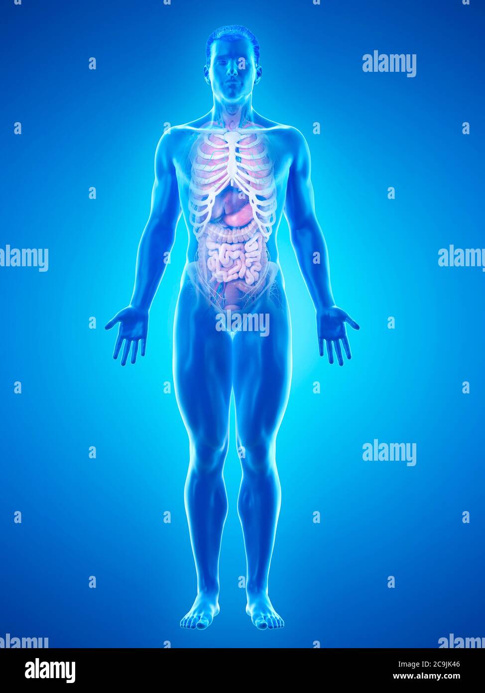 Male anatomy, computer illustration Stock Photo - Alamy