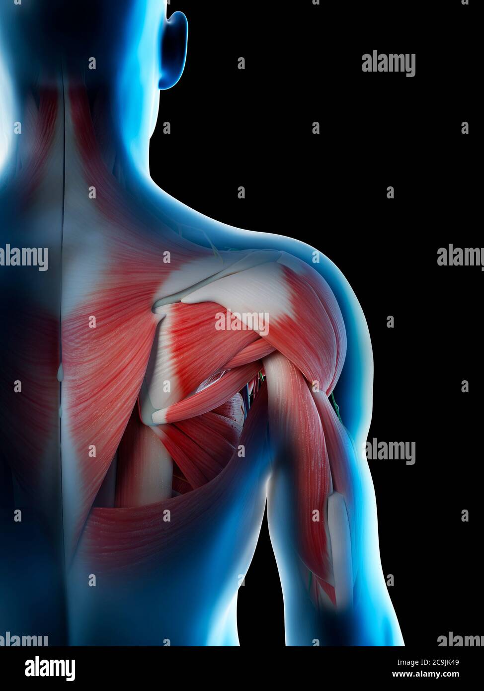 Male shoulder anatomy hi-res stock photography and images - Alamy