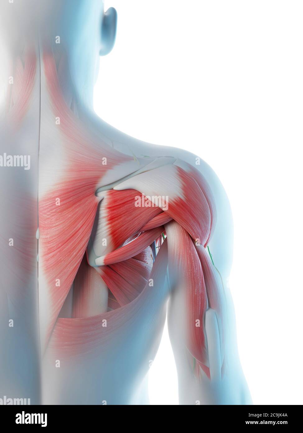 Male shoulder anatomy, computer illustration Stock Photo - Alamy