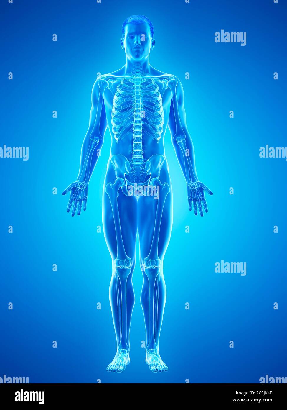 Male skeleton, computer illustration Stock Photo - Alamy