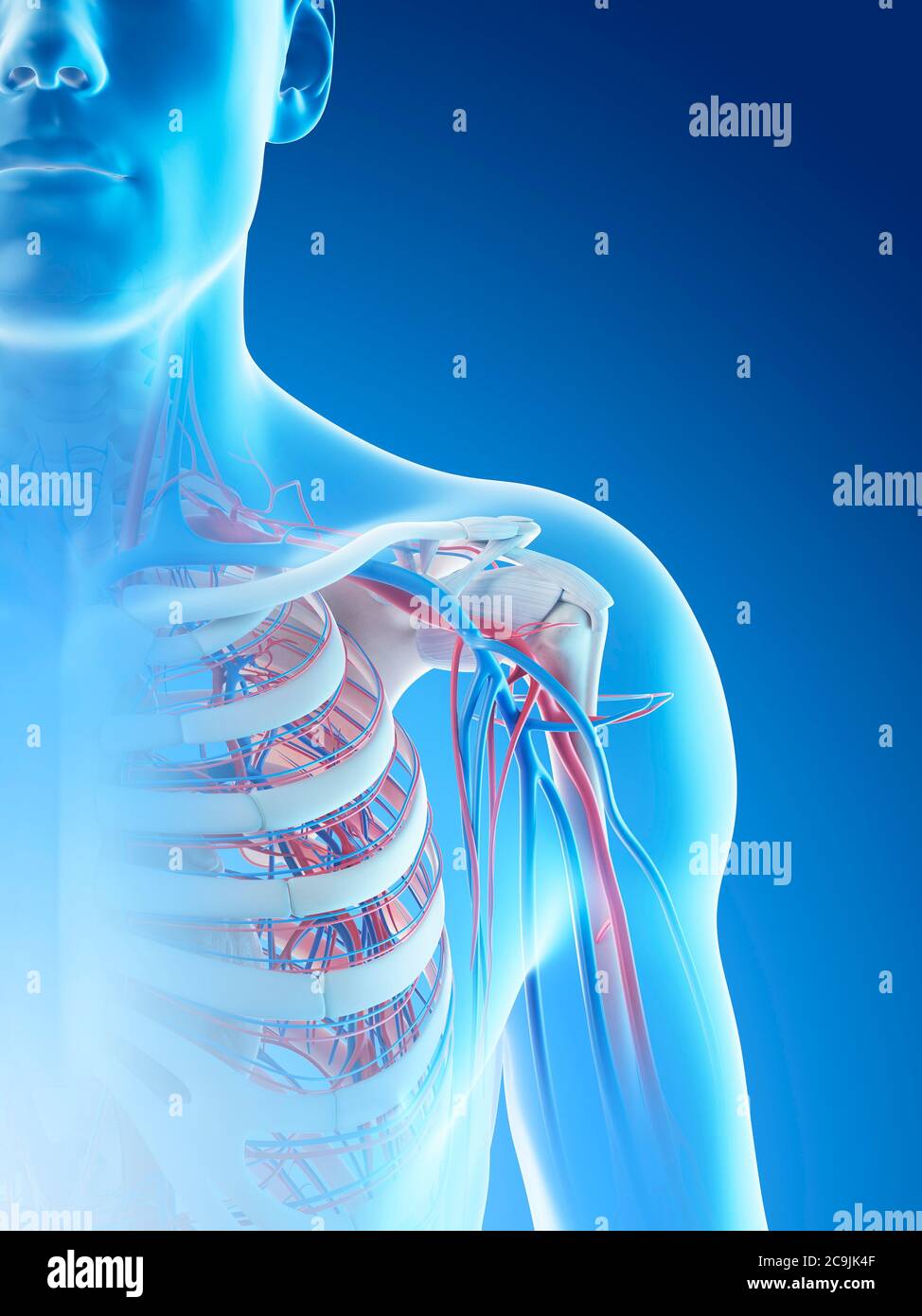 Blood vessels of the shoulder, computer illustration Stock Photo - Alamy